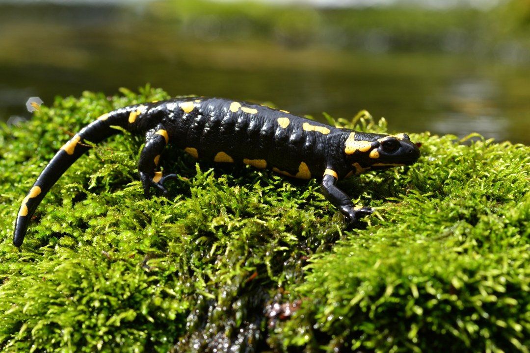 Artenhilfsprogramm Feuersalamander in Bayern - LBV
